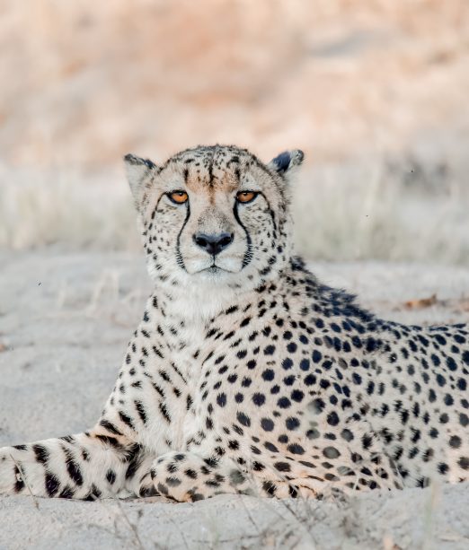 Moditlo River Lodge 4* | Tours to Asia, Africa, India with MW Tours