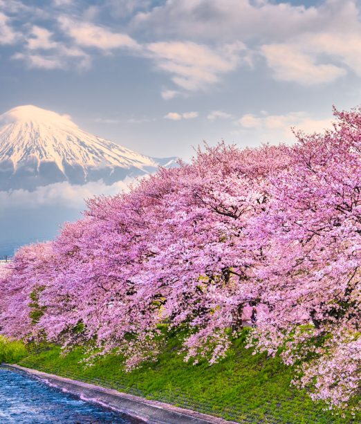 Kyoto, Mount Fuji/Hakone & Tokyo 7 Days | Tours to Asia, Africa, India ...